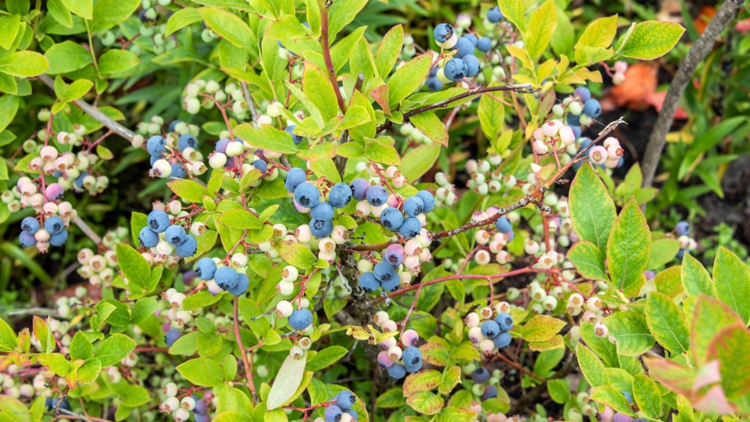 7 Best Blueberry Varieties to Grow in Pots and Containers