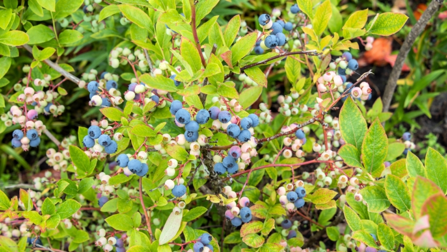7 Best Blueberry Varieties to Grow in Pots and Containers