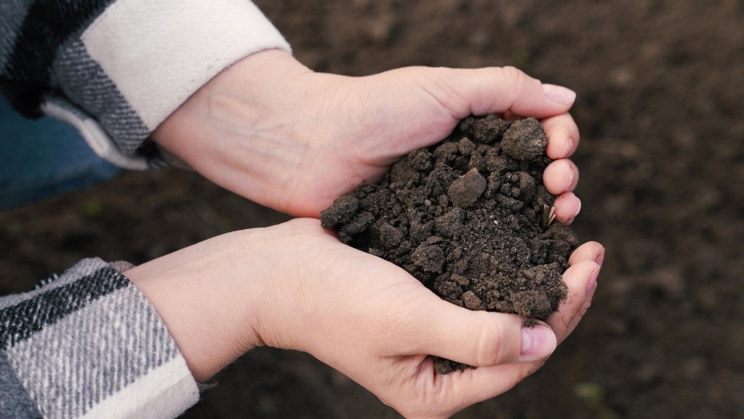Wool Pellets: Organic Fertilizer That Transforms Your Garden