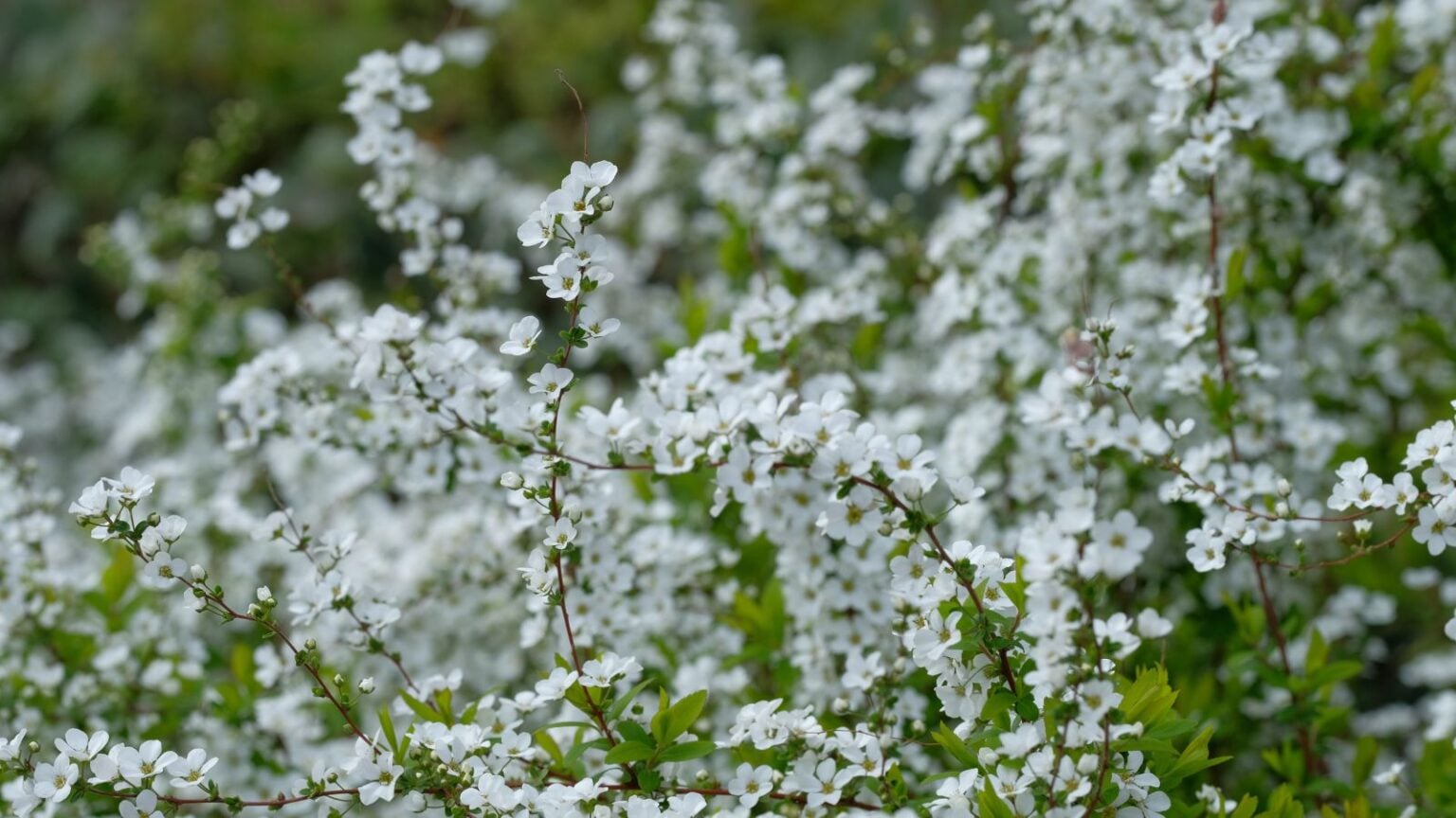 How to Plant, Grow, and Care for Spirea Shrubs