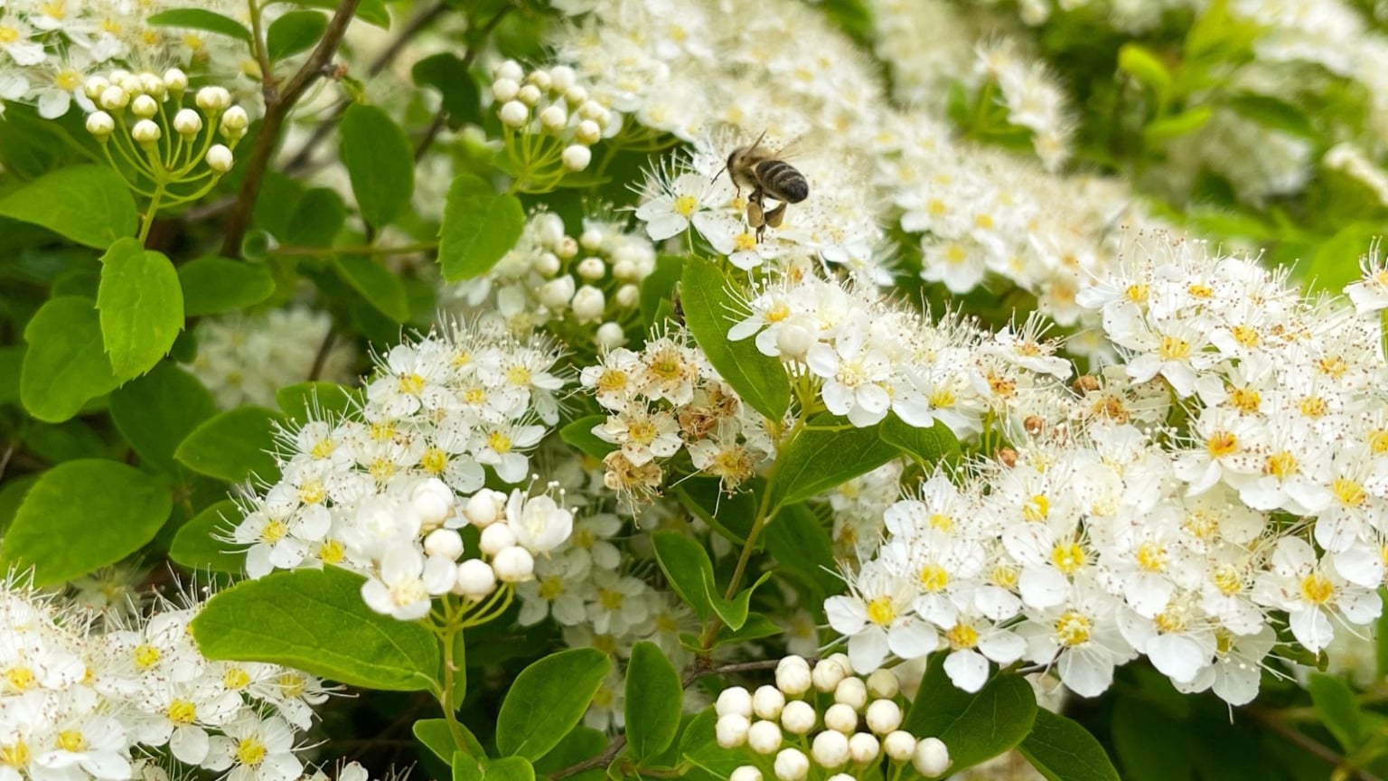 How to Plant, Grow, and Care for Spirea Shrubs