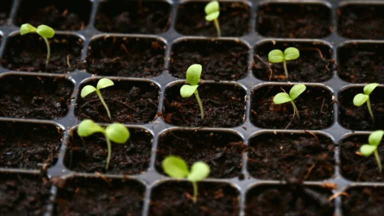 How to Plant, Grow, and Care For Cerinthe