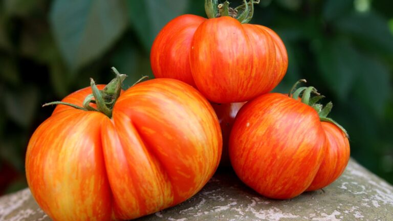 For the Biggest, Juiciest Tomatoes, Try these 11 Varieties