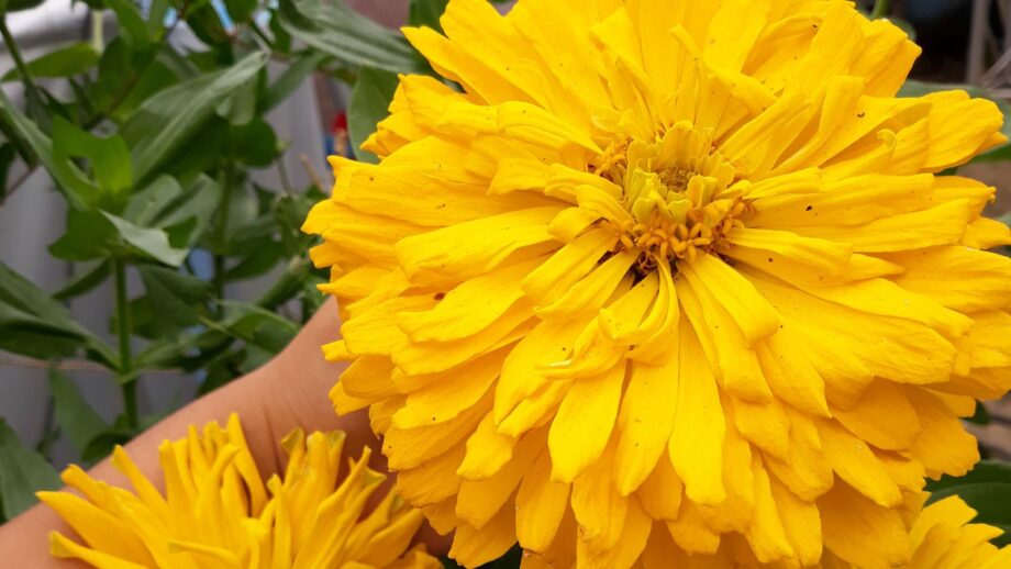 How to Plant, Grow, and Care For Cactus Zinnias
