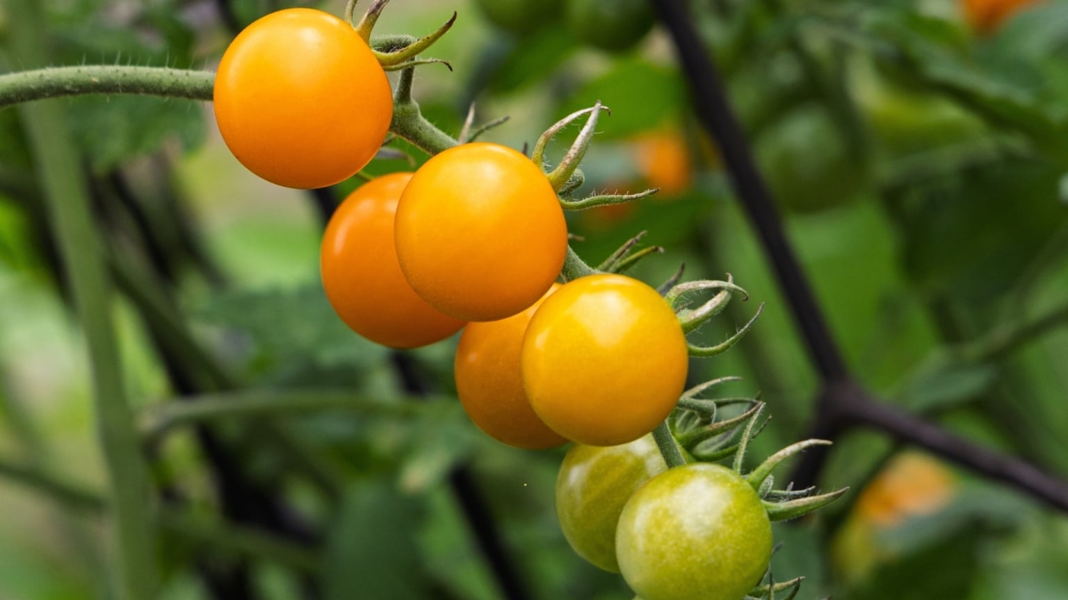 Plant Your Fall Tomato Crop Now: 5 Tips for Continued Yields