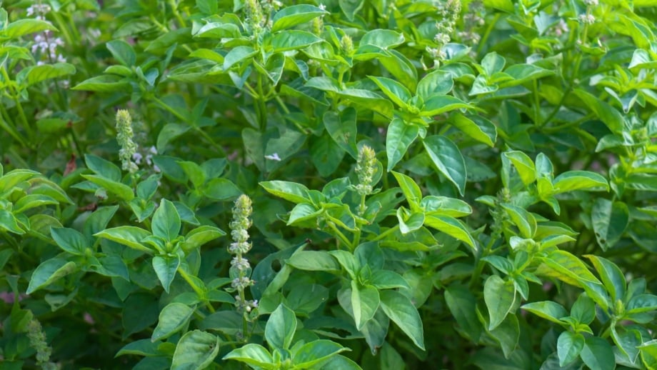 17 Best Basil Varieties For Making Pesto