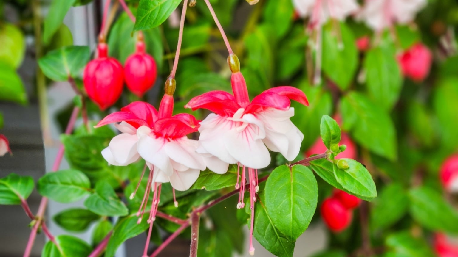 7 Top Trailing Fuchsia Varieties for Hanging Baskets