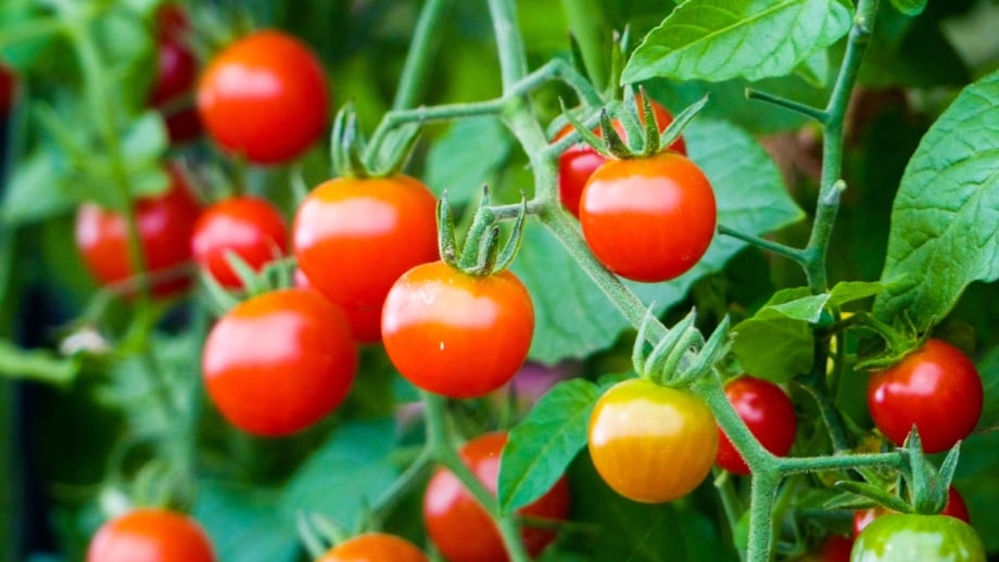 13 Garden Veggies That Need Extra Fertilizer