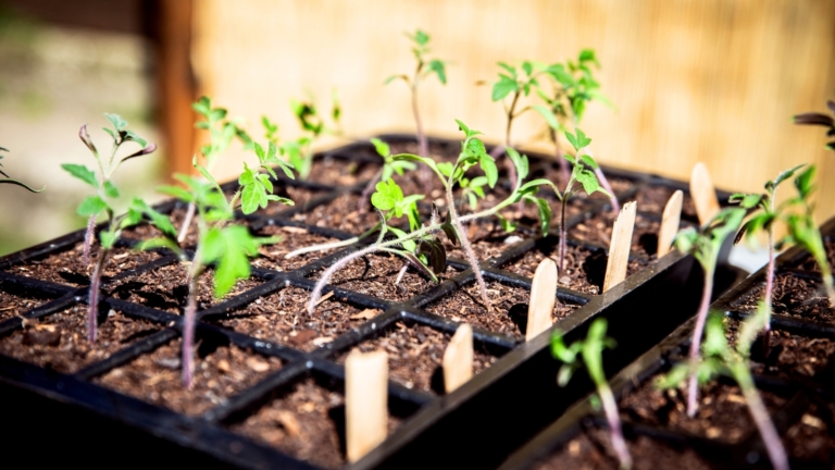 How to Plant, Grow, and Care for 'Cherry Falls' Tomatoes