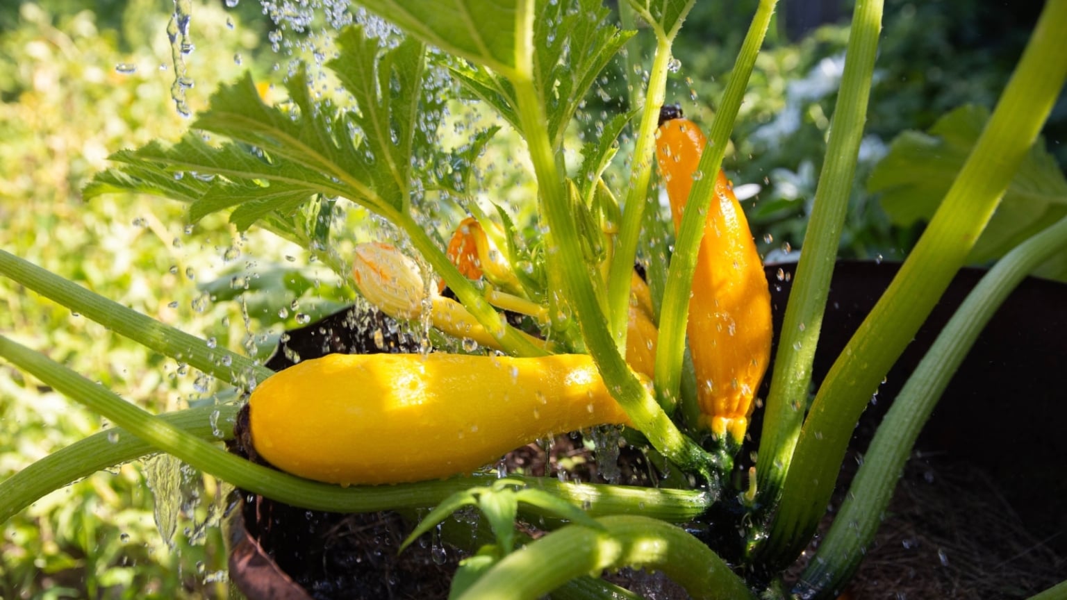 How to Grow A Bounty of Zucchini in Pots and Containers