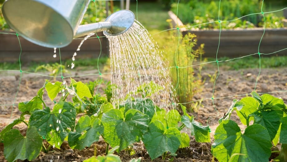 7 Tips for Watering Plants in a Heat Wave