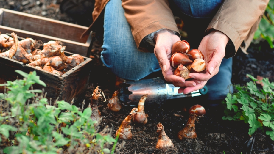 Fall Planting for Spring Flowers: Timing and Selection Guide
