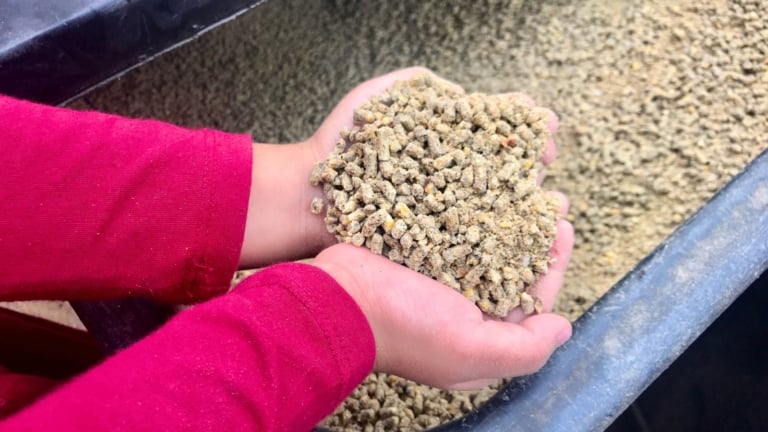 Wool Pellets: Organic Fertilizer That Transforms Your Garden