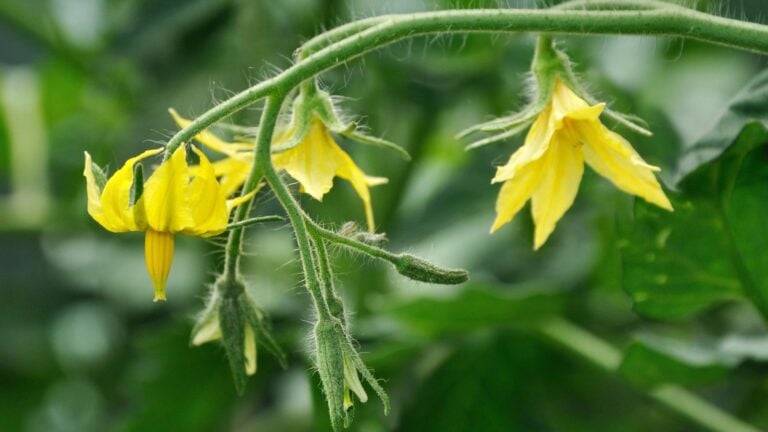 5 Signs Your Tomato Plant Is Screaming for Help (And How to Save It ...