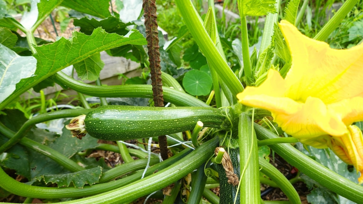 How to Grow A Bounty of Zucchini in Pots and Containers