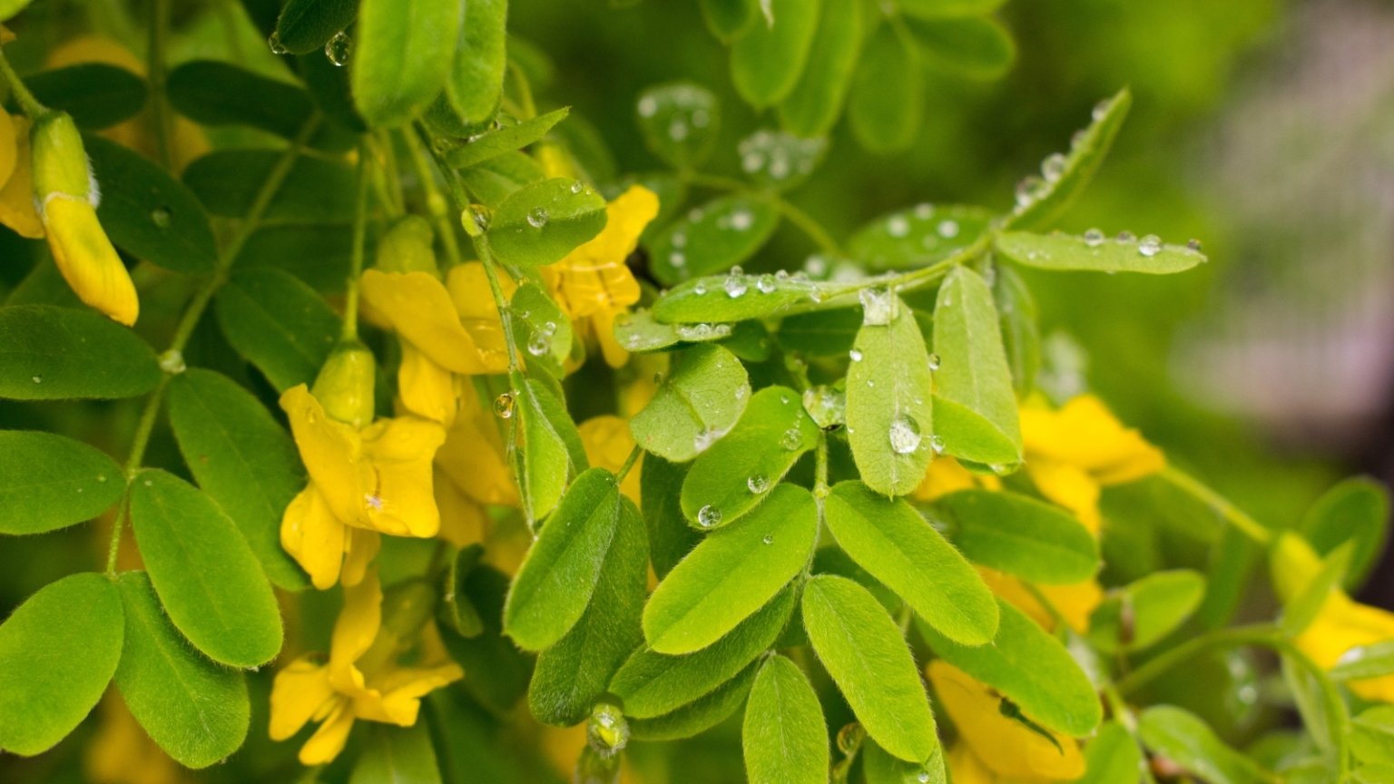 How to Plant, Grow, and Care for Siberian Pea Shrubs - Epic Gardening