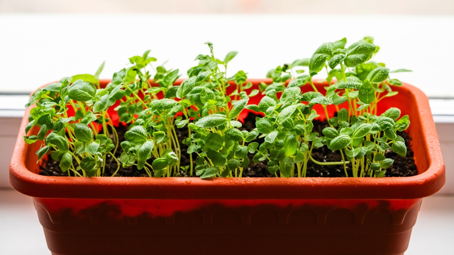 19 Container Plants That Deter Biting Insects