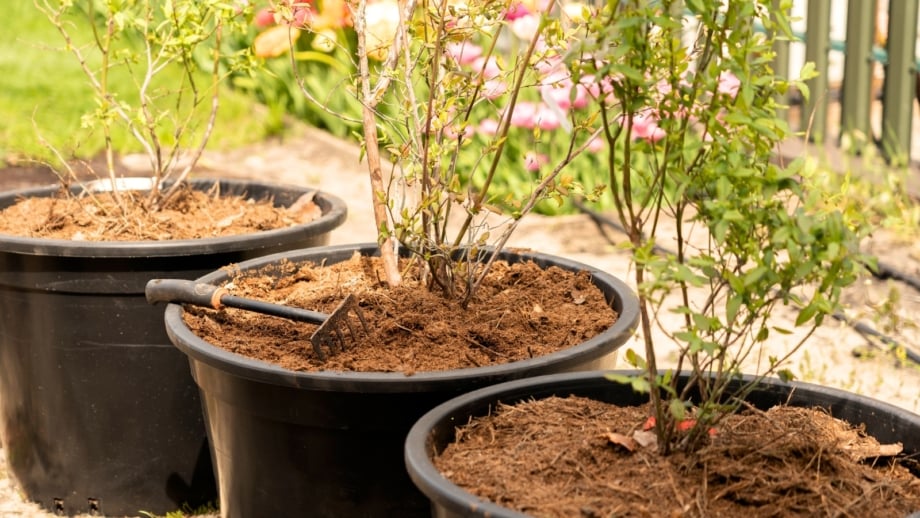 7 Best Blueberry Varieties to Grow in Pots and Containers