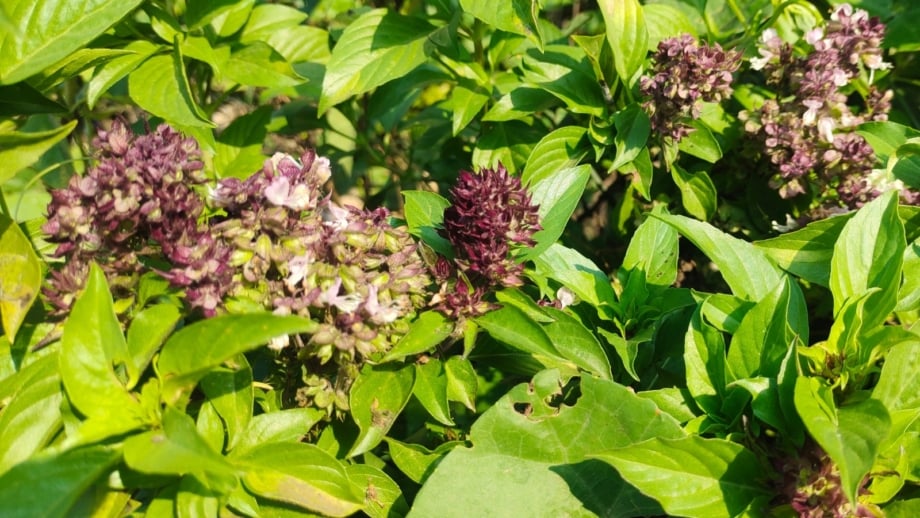 17 Best Basil Varieties For Making Pesto