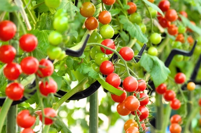 For the Biggest, Juiciest Tomatoes, Try these 11 Varieties