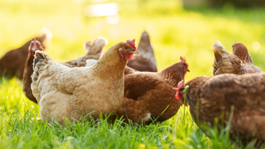 Chicken Manure: Turn Waste Into Quality Fertilizer- Epic Gardening