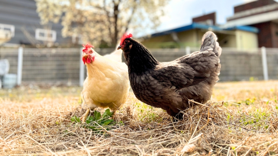 Chicken Manure: Turn Waste Into Quality Fertilizer- Epic Gardening