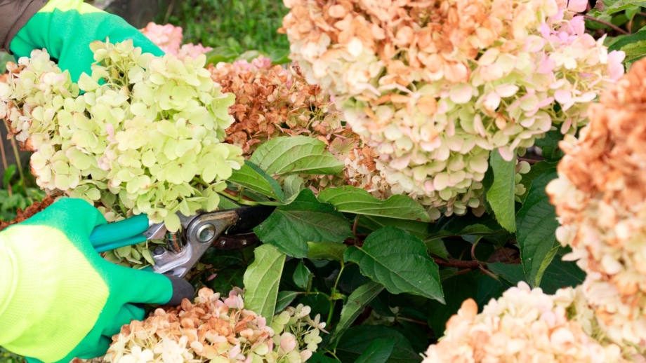 The Secret to Reblooming Hydrangeas: Top Tips for All-Summer Color