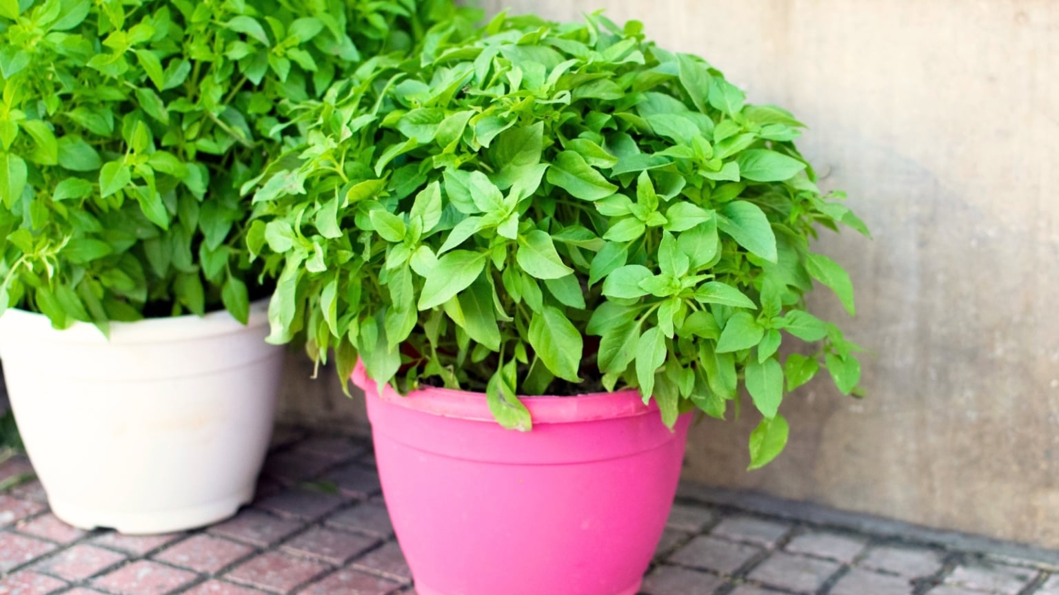17 Best Basil Varieties For Making Pesto