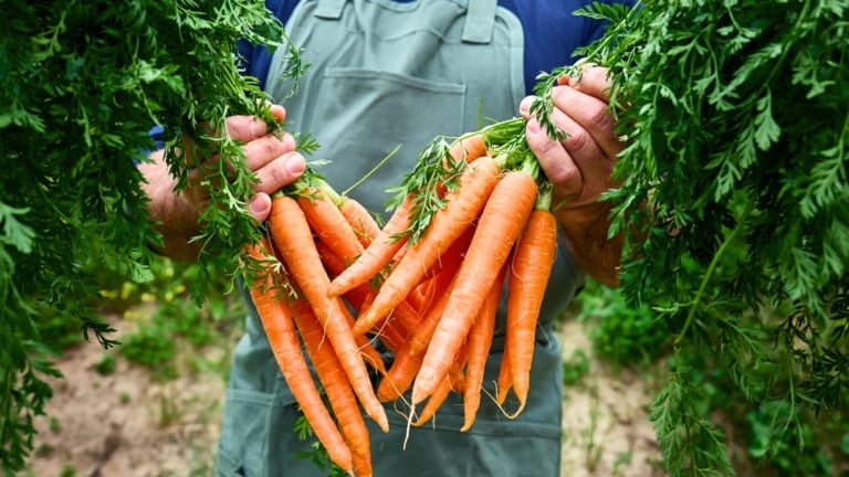 5 Signs It’s Time To Harvest Your Carrots