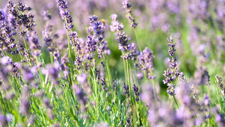 Lavender Varieties: 31 Different Types of Lavender Cultivars