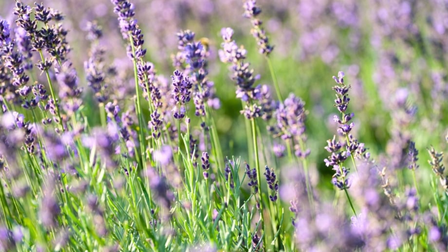 Lavender Varieties: 31 Different Types of Lavender Cultivars