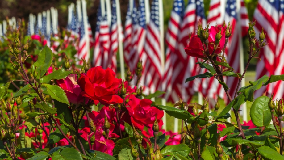 9 Patriotic Flower Choices to Grow this Independence Day
