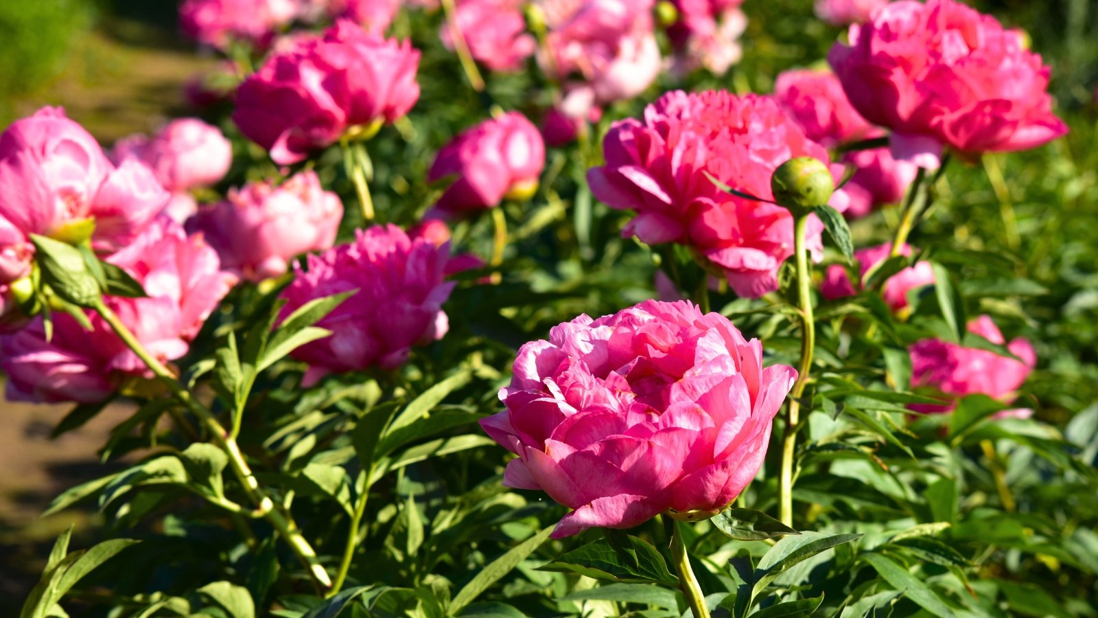 11 Perennials That Take Two or More Years to Bloom