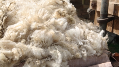 Wool Pellets: Organic Fertilizer That Transforms Your Garden