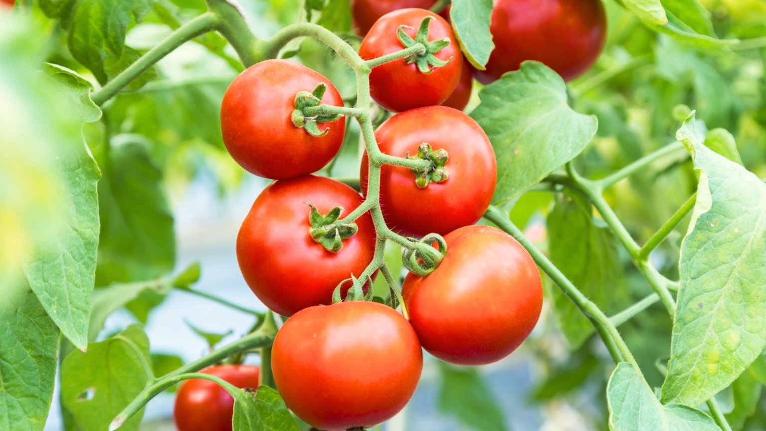 How to Plant, Grow, and Care for 'Moneymaker' Tomatoes