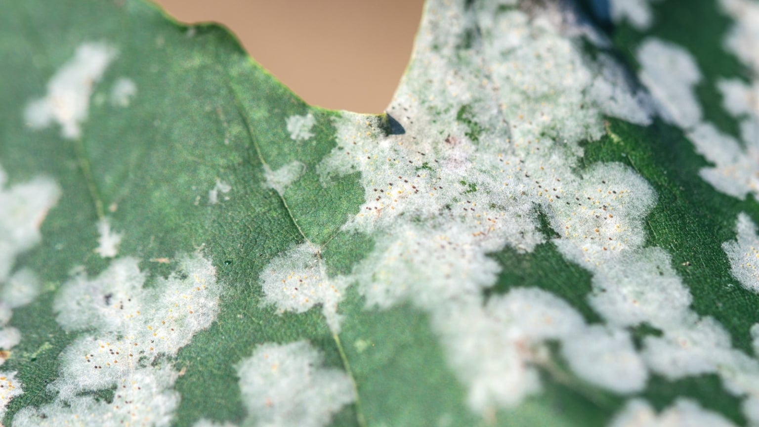 13 Zucchini Diseases: How to Identify, Prevent, and Treat Them