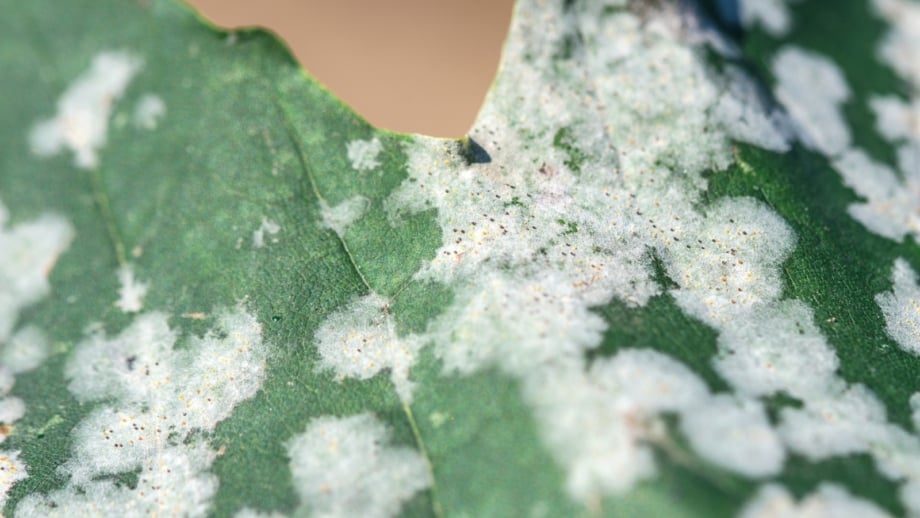 13 Zucchini Diseases: How to Identify, Prevent, and Treat Them