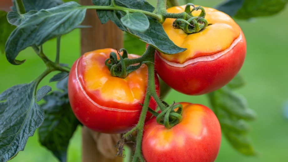 Why Do Tomatoes Split On The Vine?