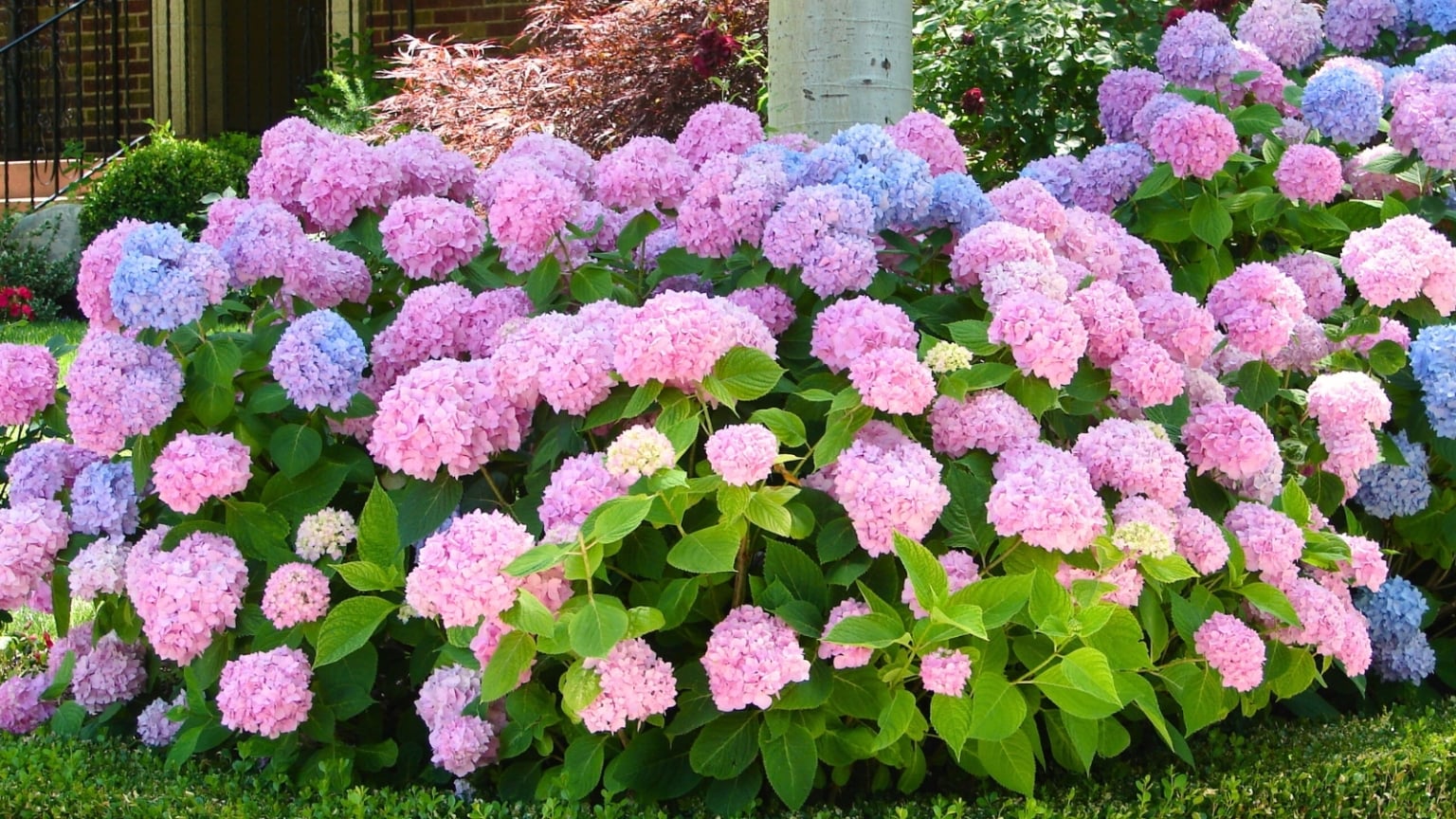 13 Plants to Propagate in August