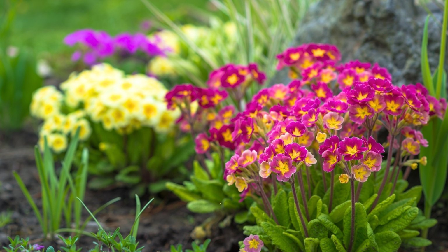 17 Plants Ideal for Rock Gardens in the Shade