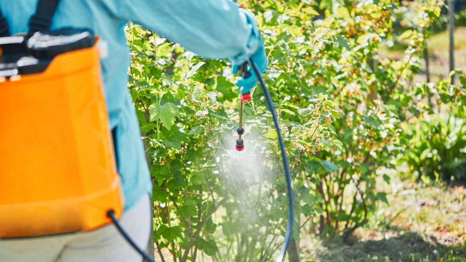 How to Get Rid of Vine Weevils in the Garden