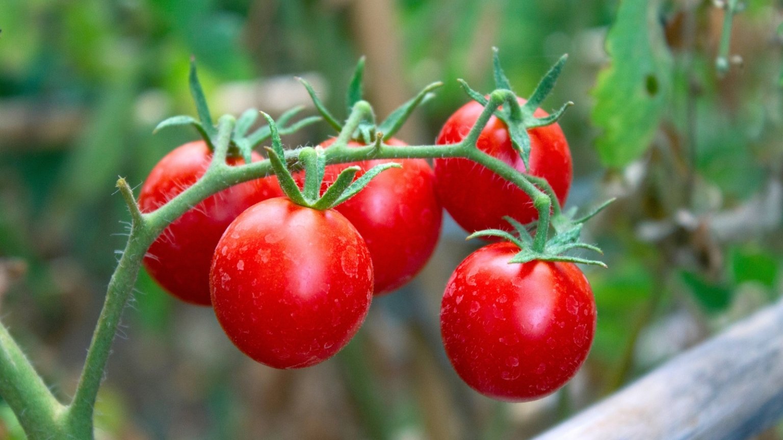 17 Shade-Friendly Tomato Varieties For Gardens With Less Sun