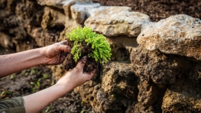 How to Plant, Grow, and Care For Sedums