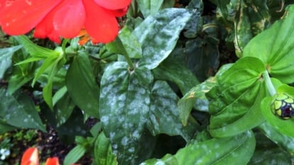 5 Zinnia Diseases to Watch for This Season