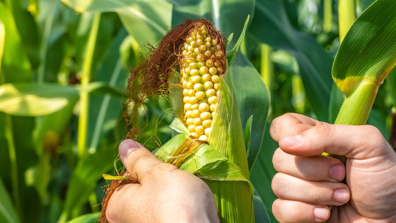 Don't Pick Corn Too Early: 5 Harvesting Tips