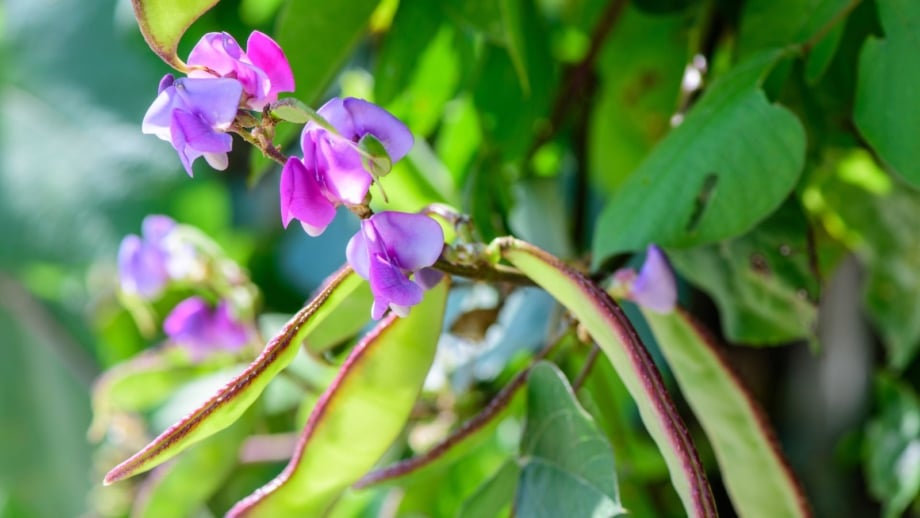 How to Plant, Grow, and Care For ‘Ruby Moon’ Hyacinth Beans