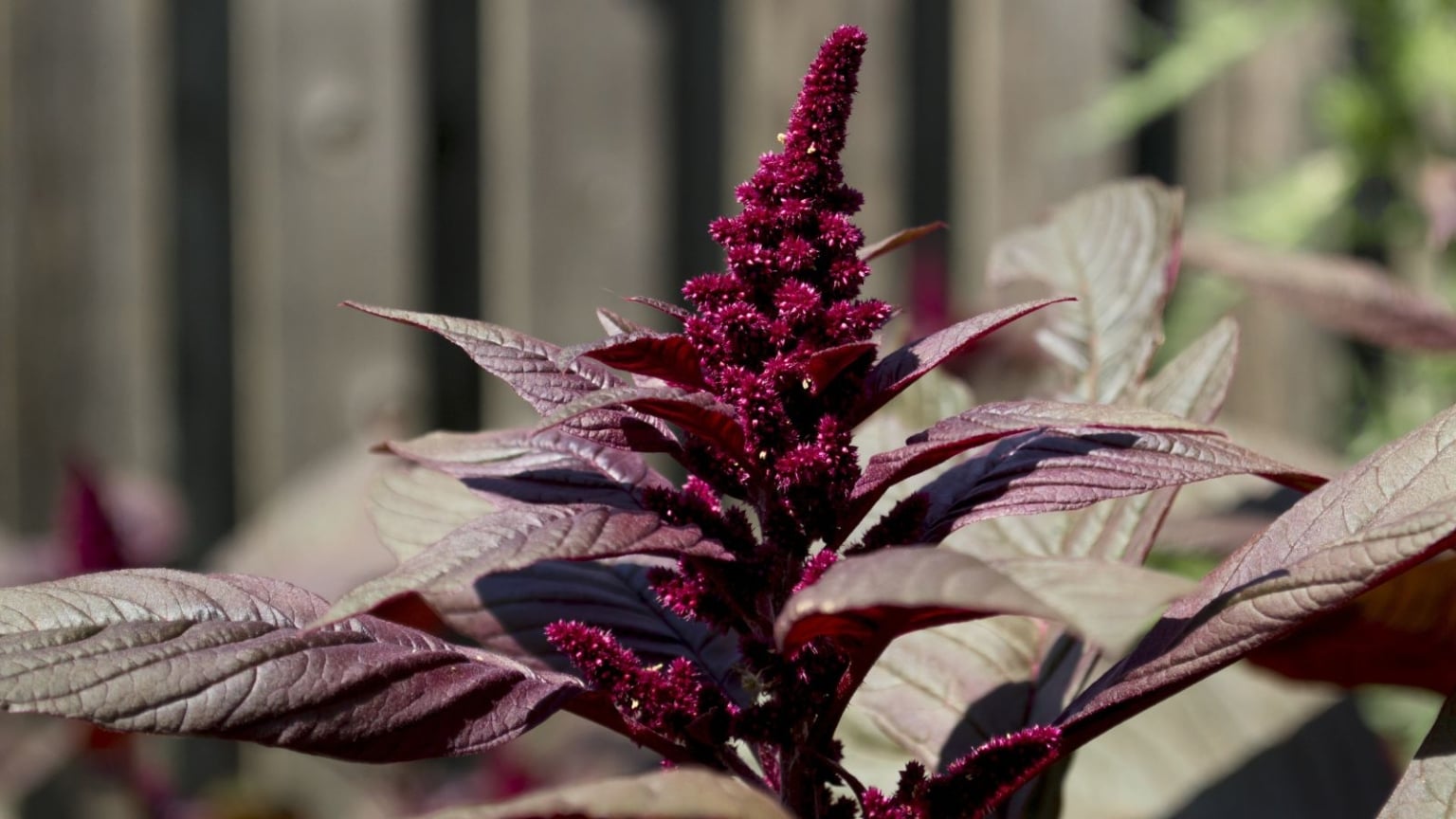 How to Plant, Grow, and Care for 'Hopi Red Dye' Amaranth