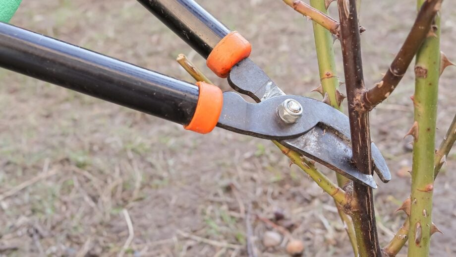 Stem Dieback in Roses: Identification and Treatment