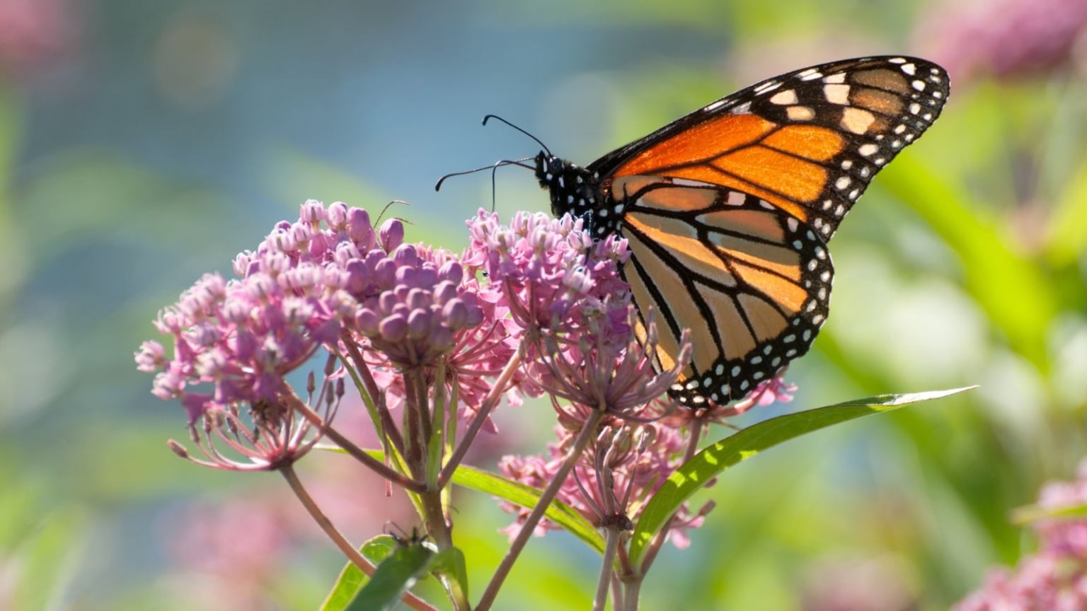 Which Milkweed Should You Grow? Best Regional Recommendations
