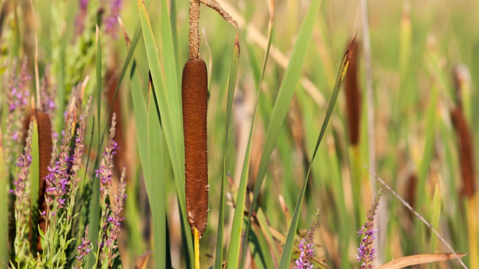 7 Invasive Weeds to Remove From Your Pond Now